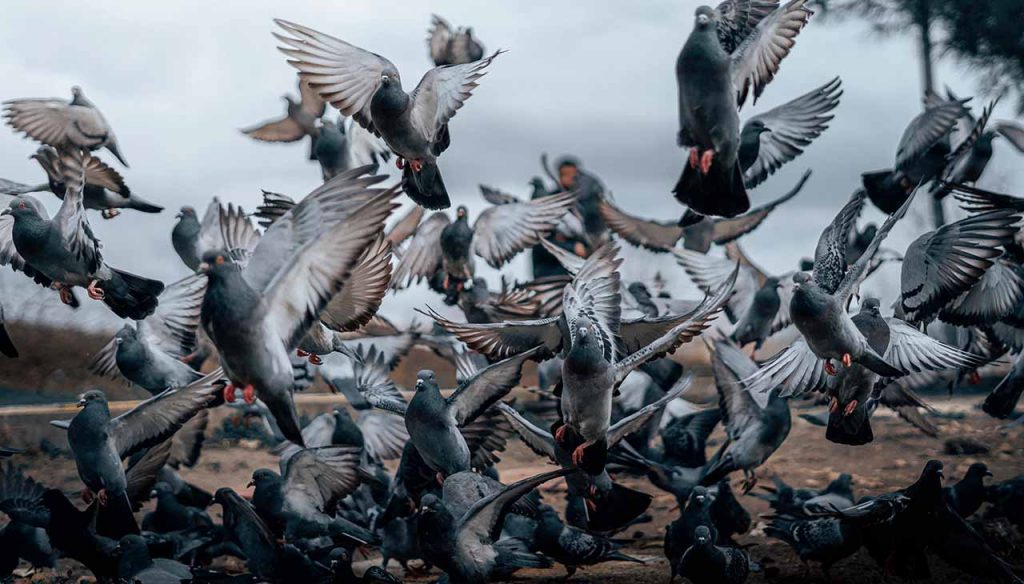 Five Clever Methods for Using Dove Decoys